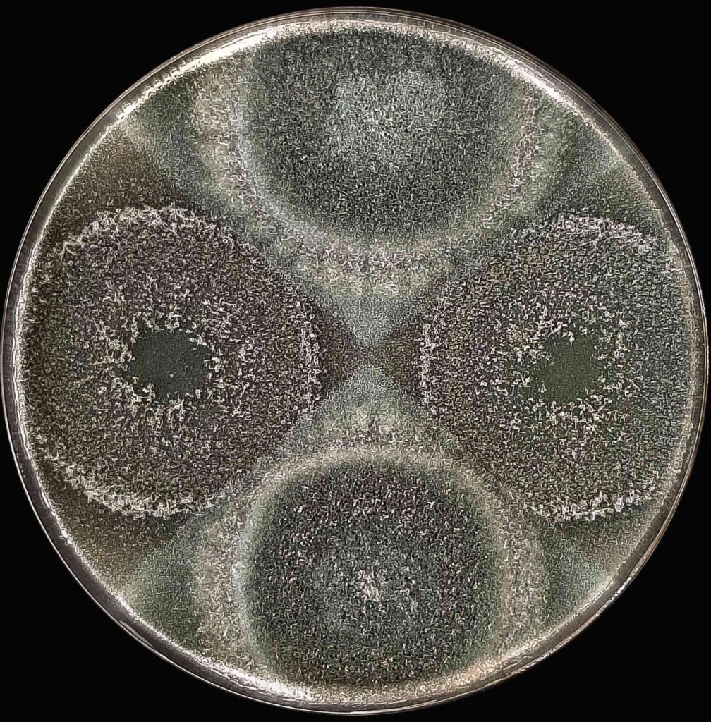 Basic research into how mold fungi reproduce | FAU